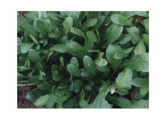 Terenin şifası / Doğal Hayat / Çevre / Milliyet Blog