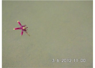 cxcxcxc / Şiir / Milliyet Blog