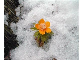 Değerli Piyanistimiz Verda Erman'ı kaybettik. / Güncel / Milliyet Blog